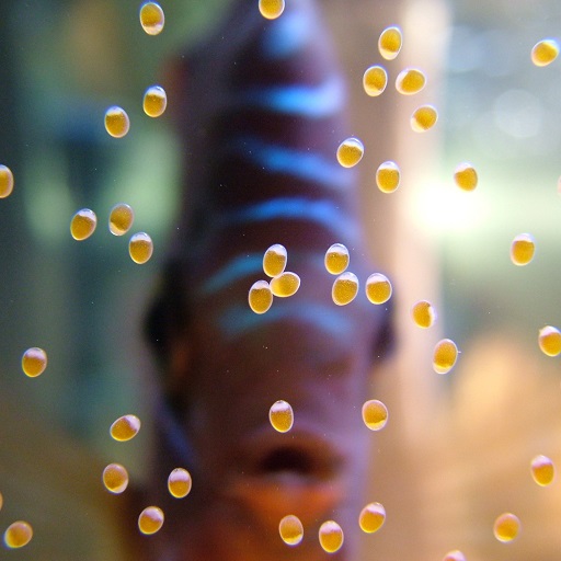 Chloramines | Chemical Problems and Solutions | Pool Brigade